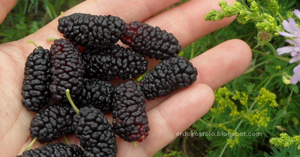 Eperlekvár, faeperlekvár, epres, citromos rétes, epres egyebek