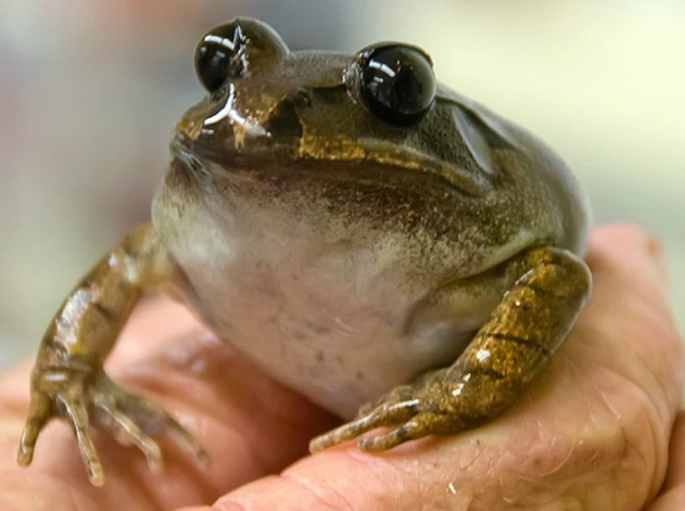 White Wolf : Scientists Resurrect Bonkers Extinct Frog That Gives Birth ...