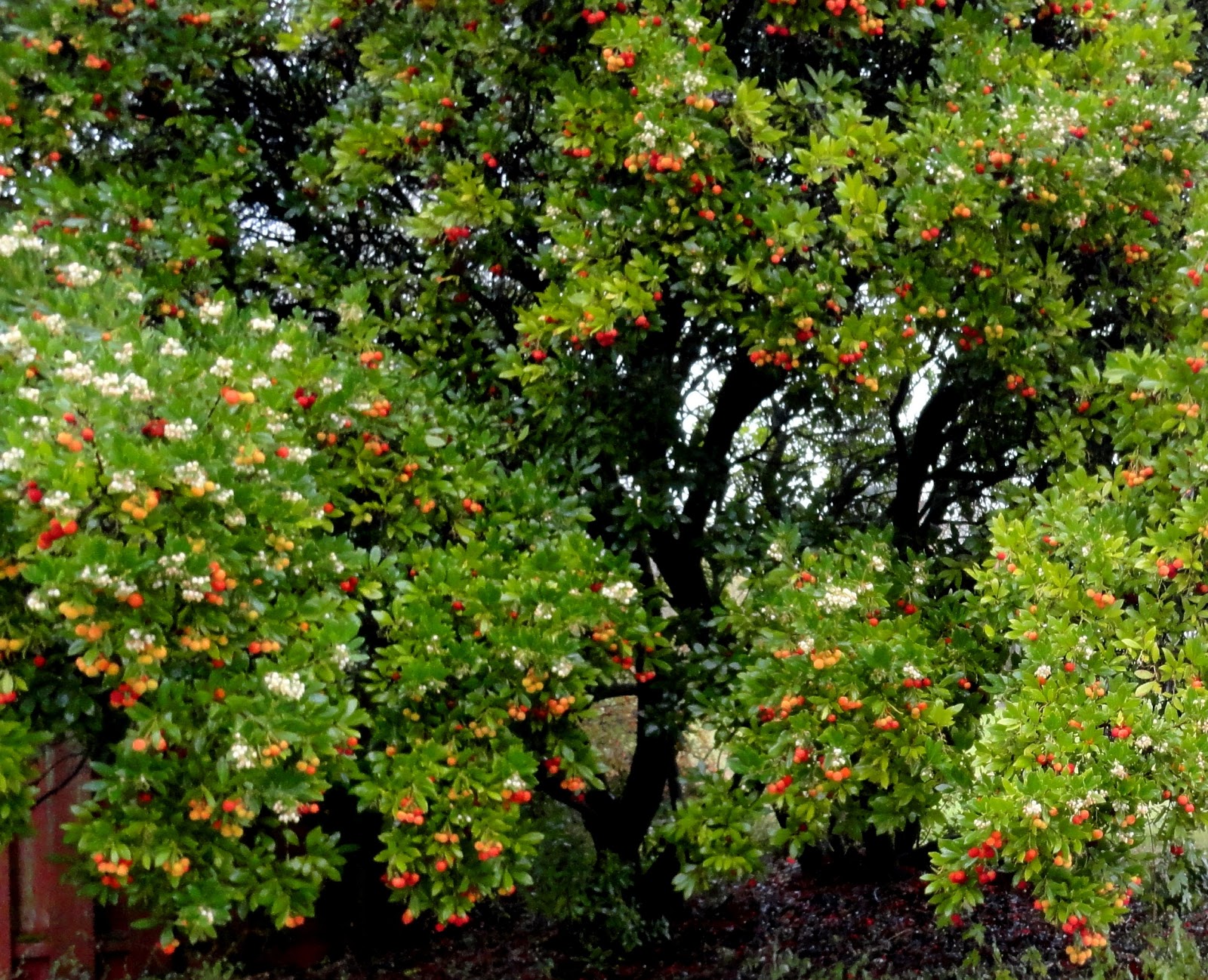 danger garden: Arbutus unedo and a sea of red marbles...