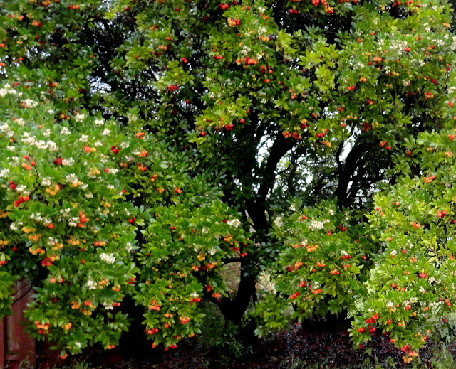 danger garden: Arbutus unedo and a sea of red marbles...
