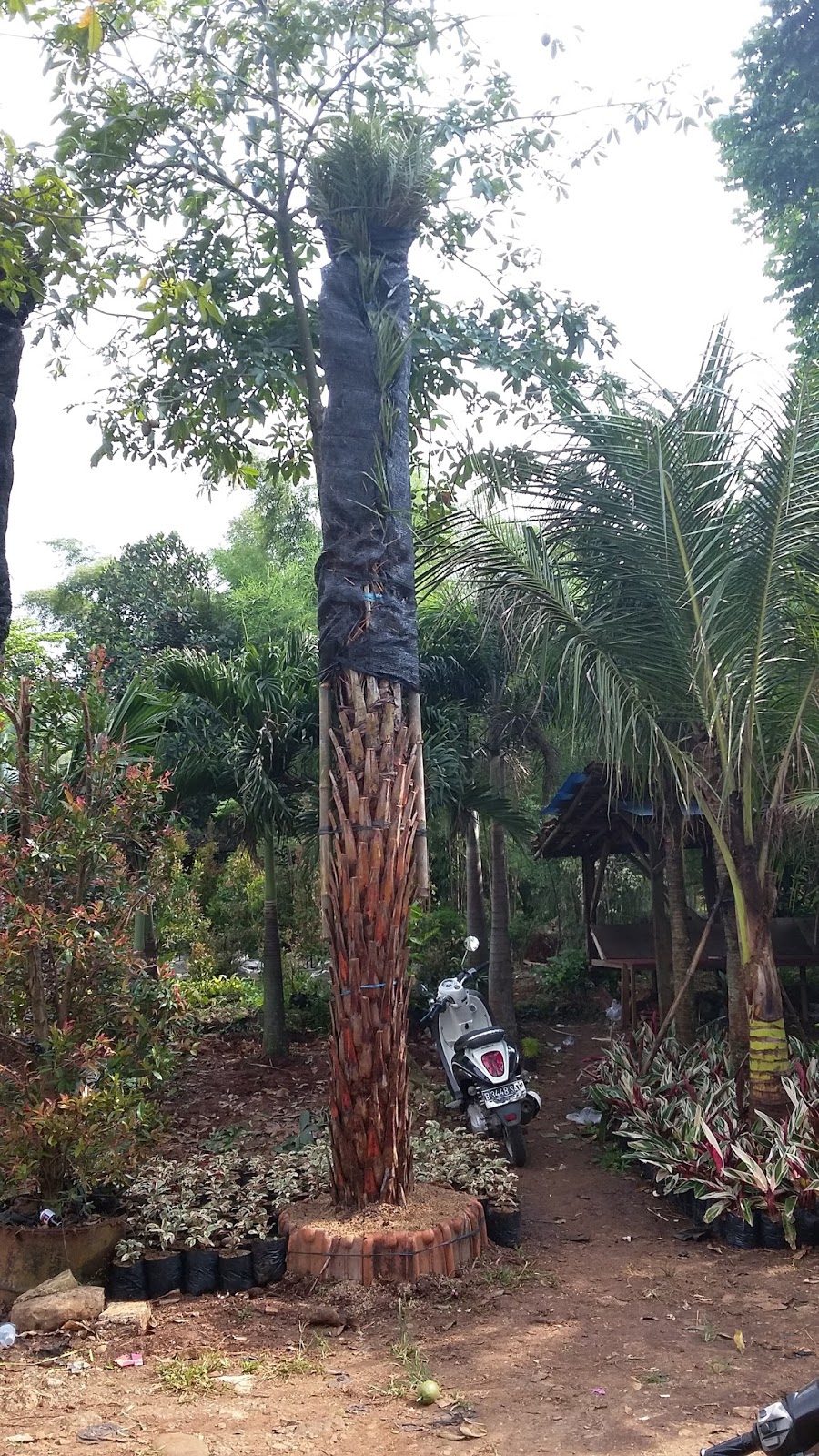 Menjual berbagai jenis pohon palm ~ Flora Nada Group | Taman Bambu hias ...