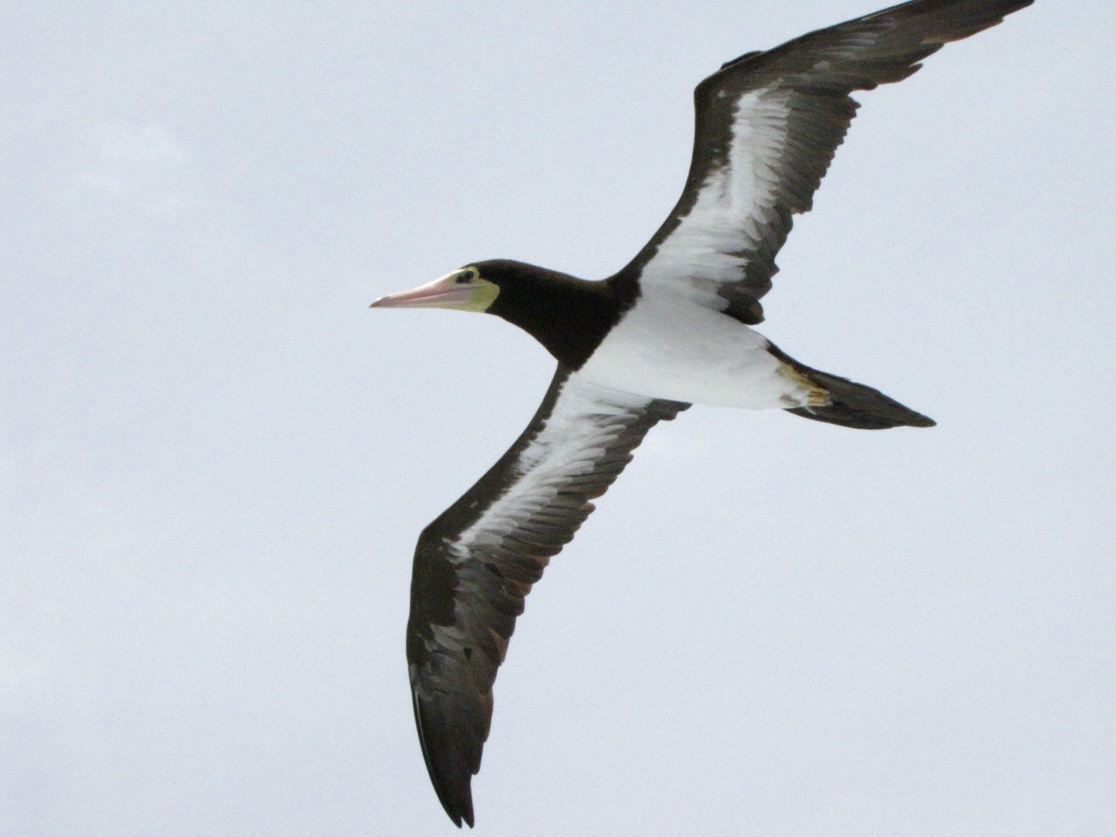 Viewing nature with Eileen: 4th blog Anniversary