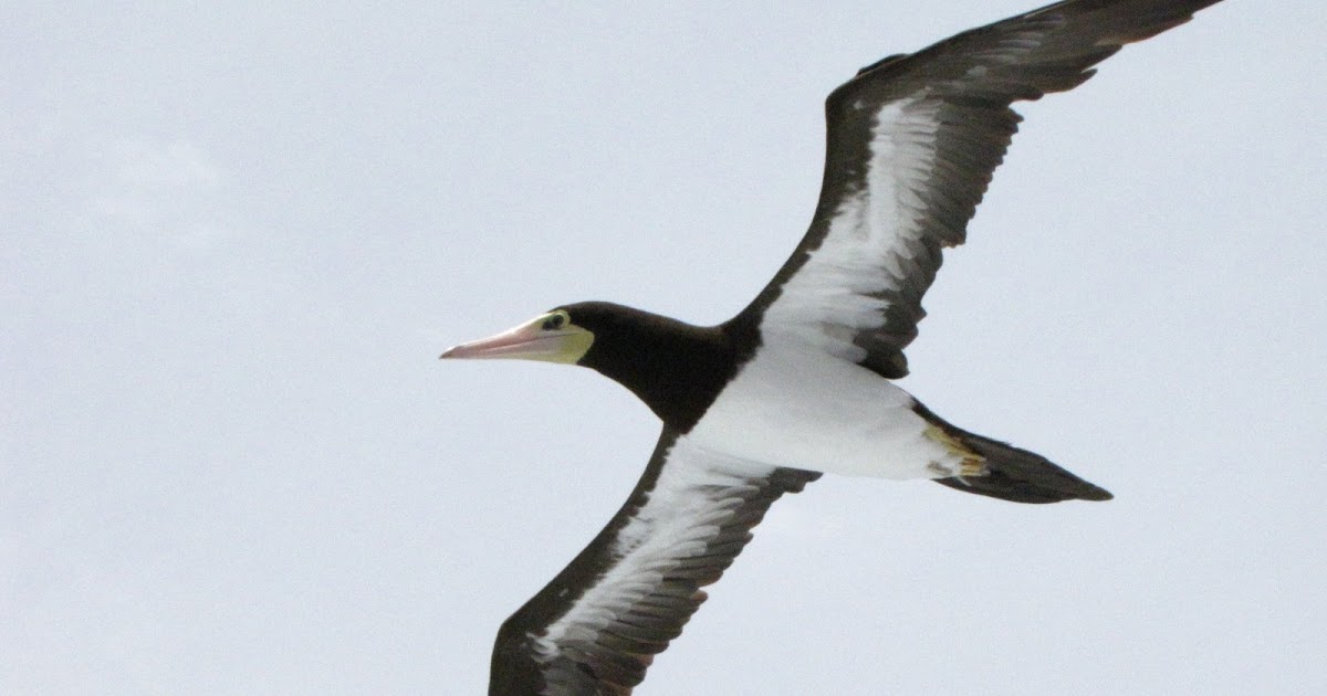 Viewing nature with Eileen: 4th blog Anniversary