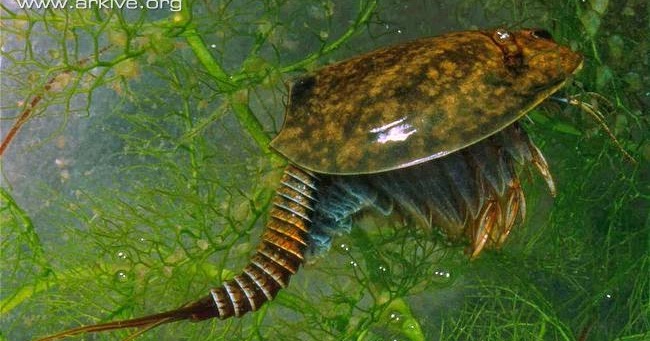 Variety of Life: Branchiopoda