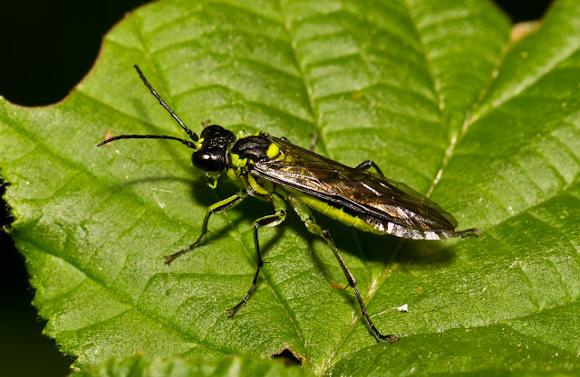 Focus On Wildlife: Sawflies