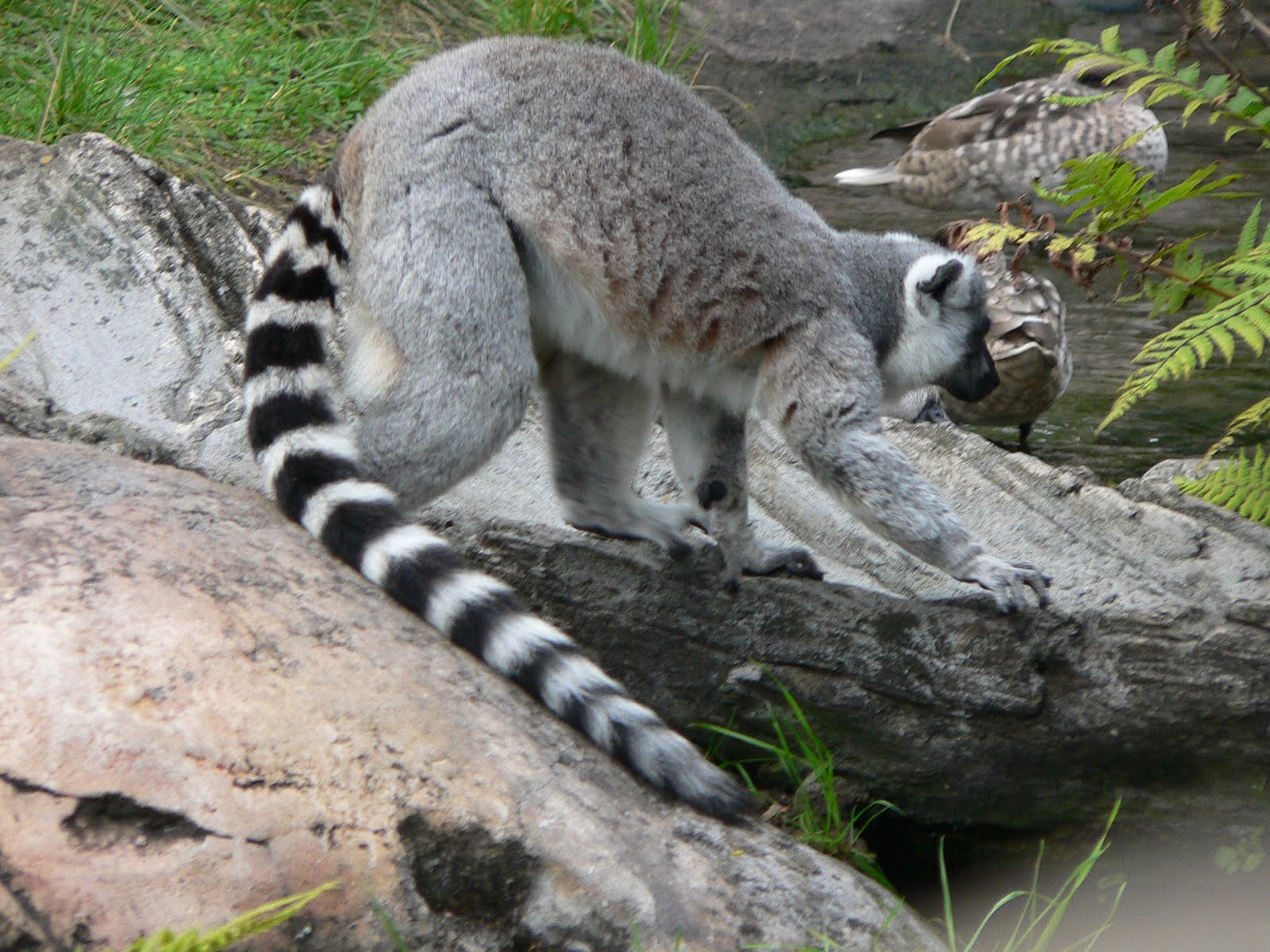 El ojo del buitre: Lemur (Lemur variegatus)