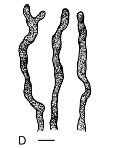 Mushrooms' morphology and behavior: Pseudocystidia