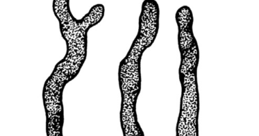 Mushrooms' morphology and behavior: Pseudocystidia