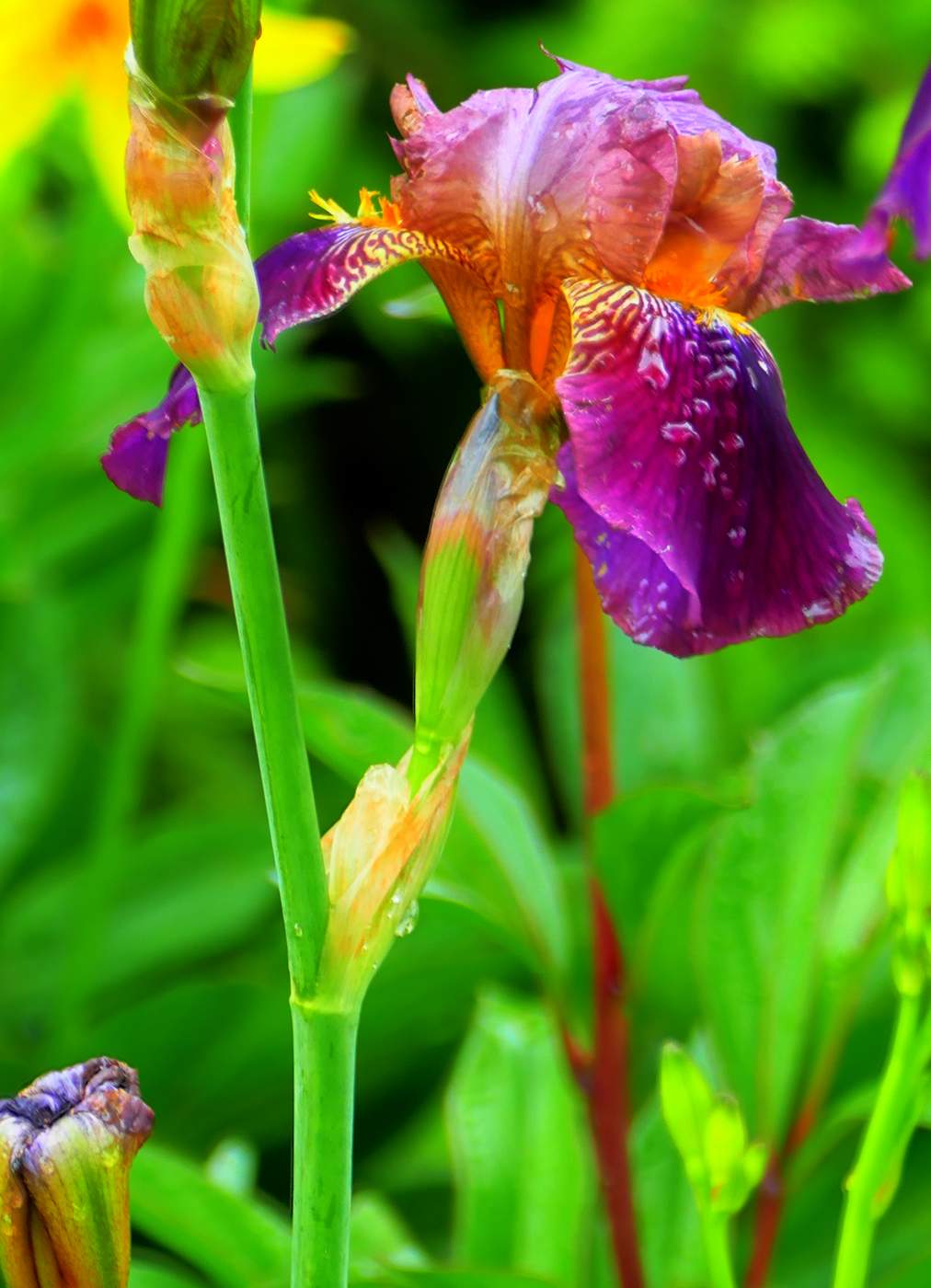 Pocahontas Commentator Plus: In Search of the Most Beautiful Iris Part II