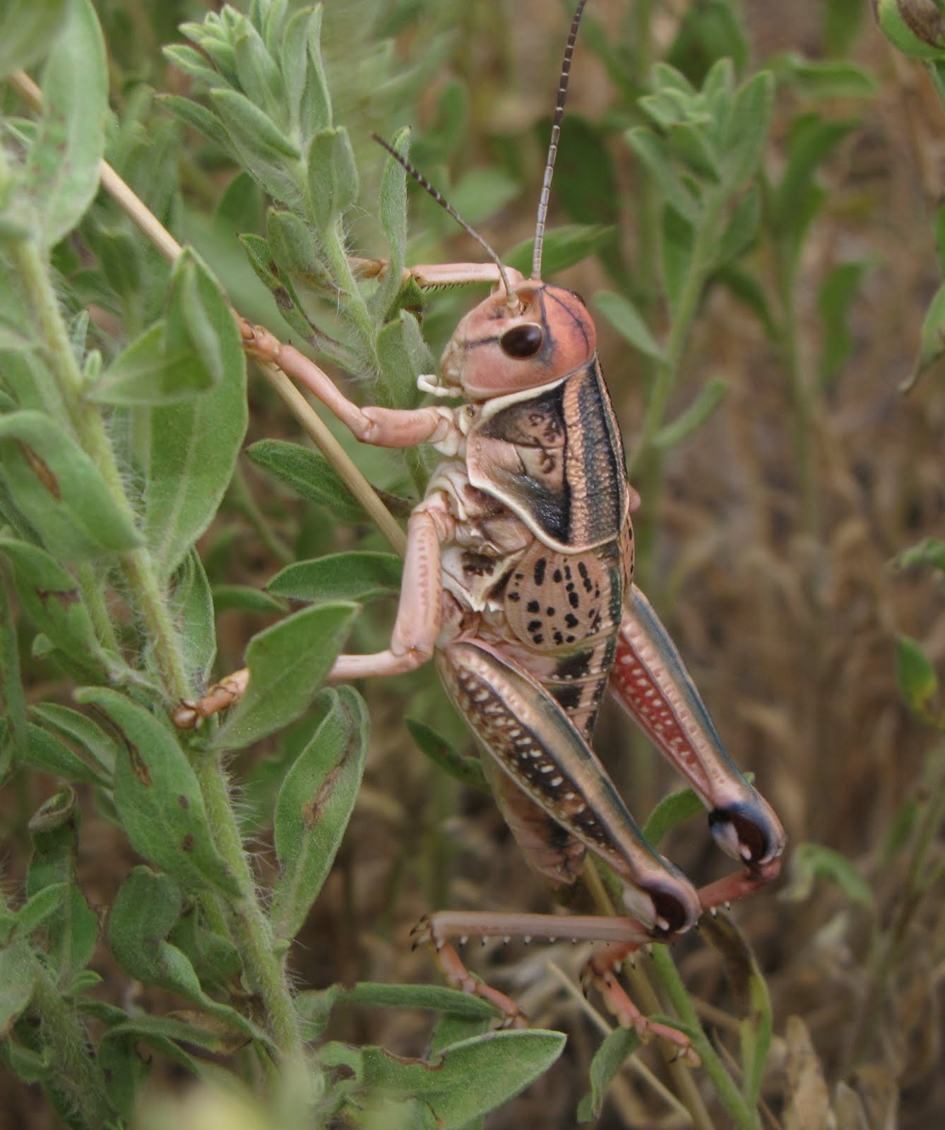 Bug Eric: Summer 'hoppers Part II