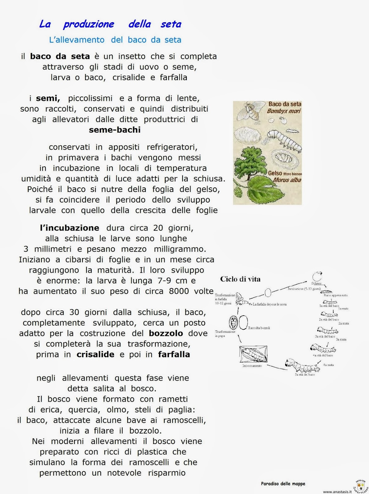 Paradiso delle mappe: Le fibre tessili: La produzione della seta