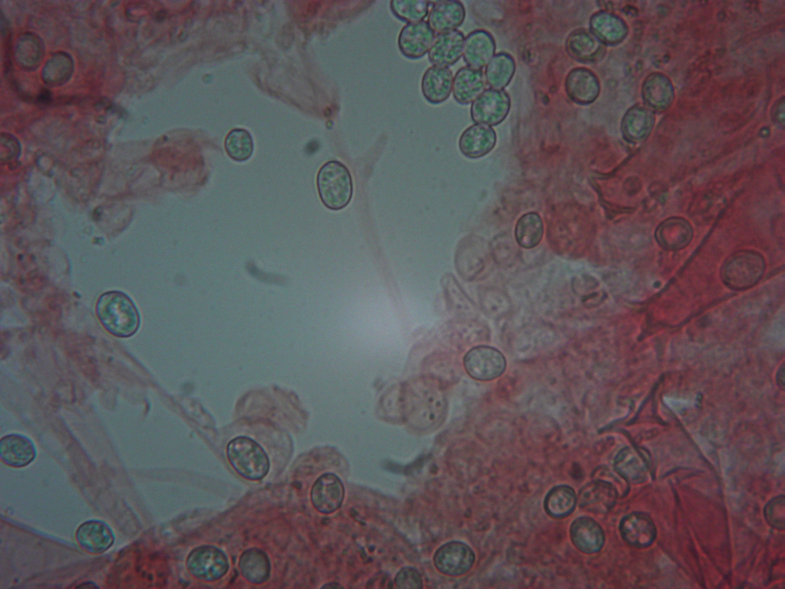 Misidentifying Fungi: August 2018