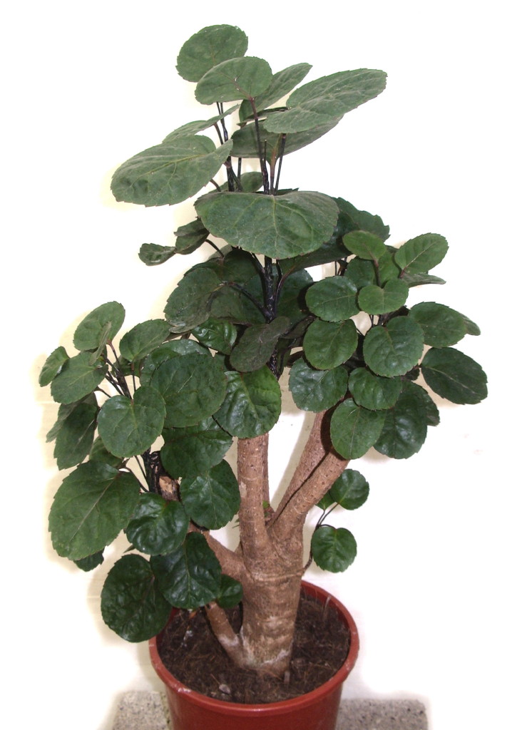 Viveros Vangarden: Polyscias varias