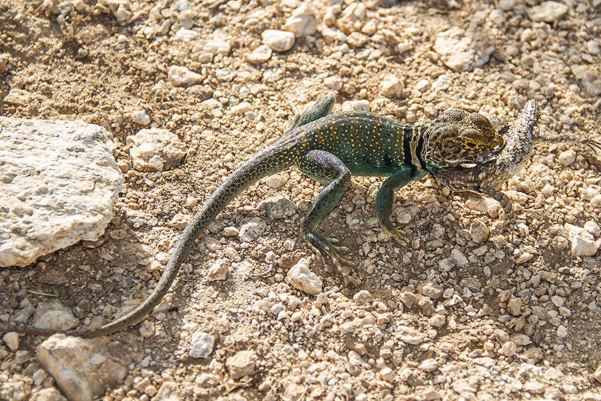 Eastern Collared Lizard Running