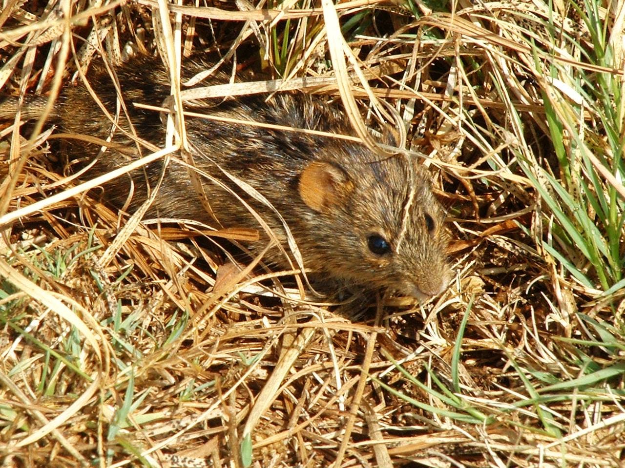 Gardening in Africa: Striped Grass Mouse