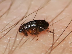 Dermatitis por Hylesia Nigricans, la mariposa negra – FUMIGACIONES PROPARK