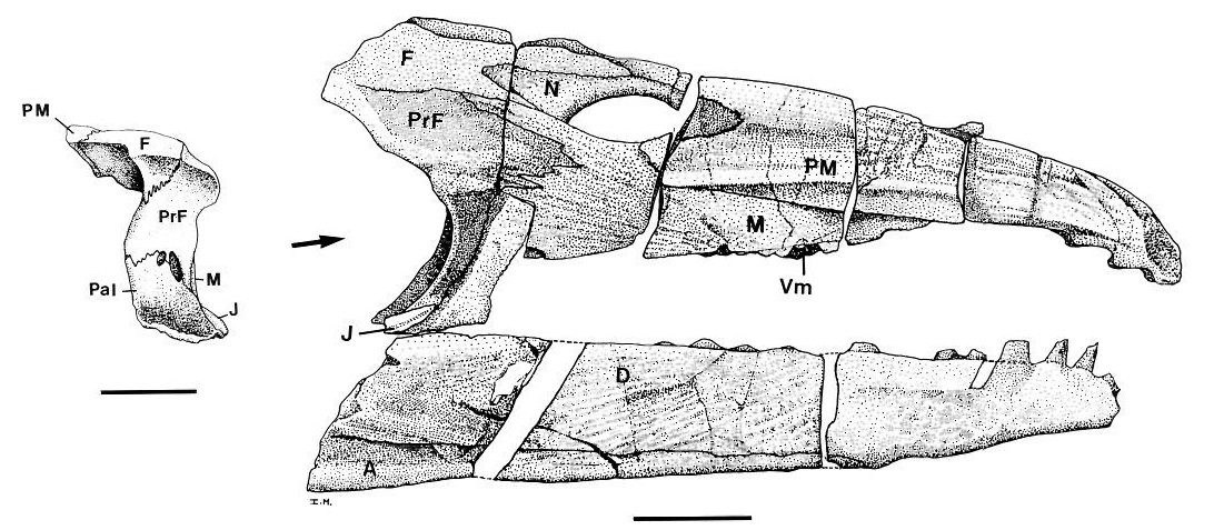 Waxing Paleontological: Marine Snouters of the Triassic