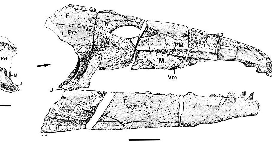 Waxing Paleontological: Marine Snouters of the Triassic