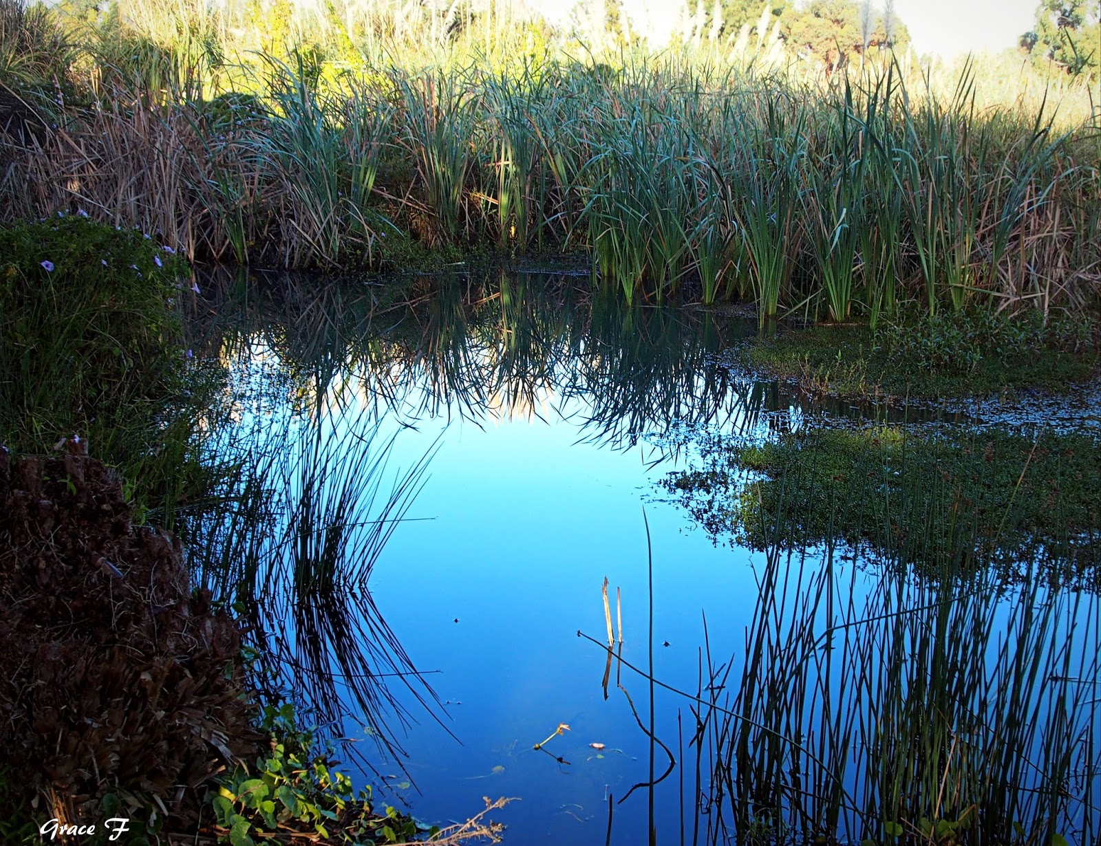 Perth Daily Photo : Jurassic Swamp.. curious and curiouser!