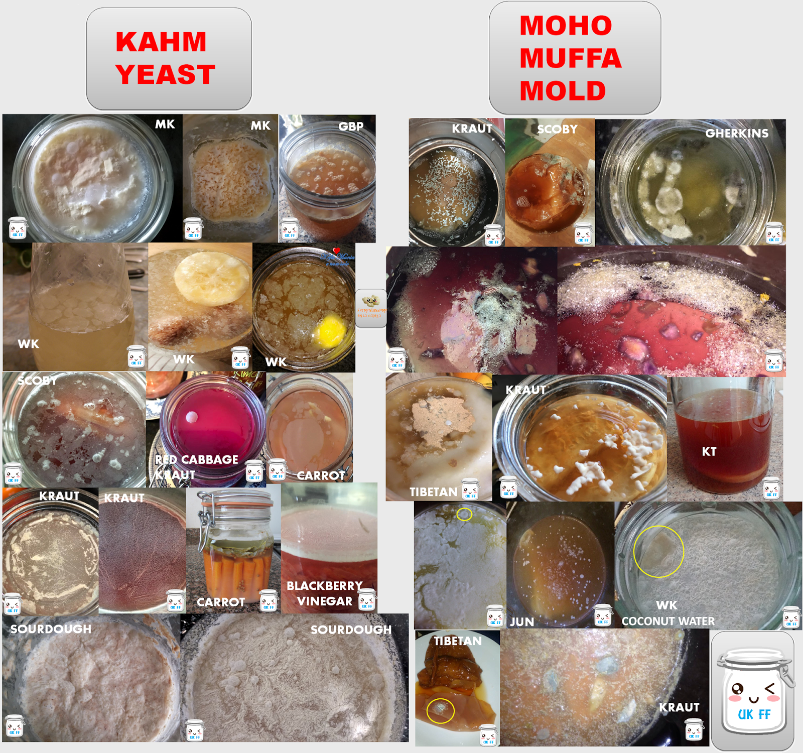 Fermentandome en la cabeza: Una nube? Nop, Kahm yeast