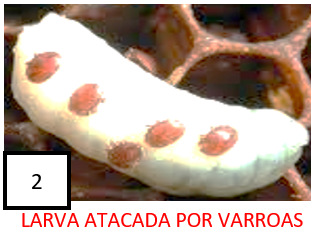 Un gran enemigo VARROASIS