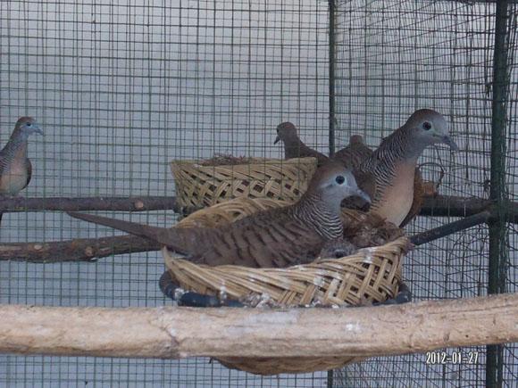 Perkutut Lurah ~ Kedai Kicau - Jack Bird Shop