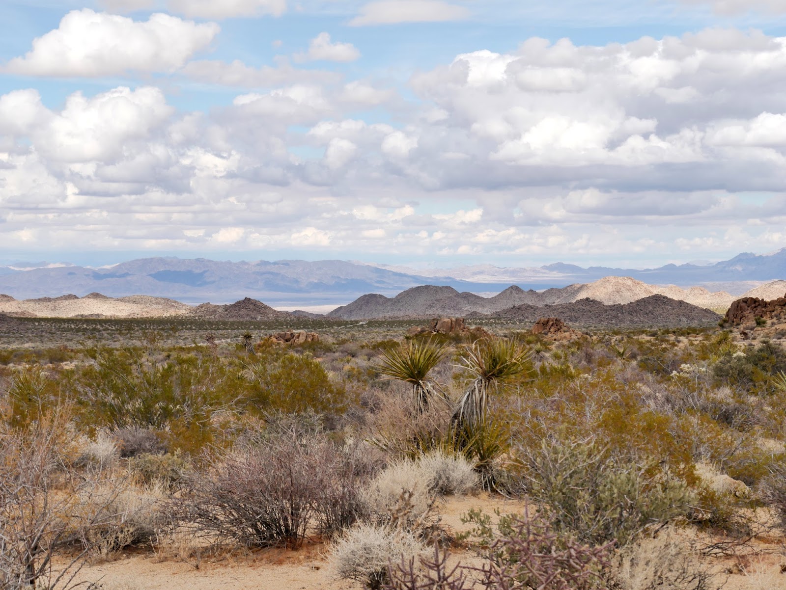 American Travel Journal: Pinto Basin Road - Joshua Tree National Park