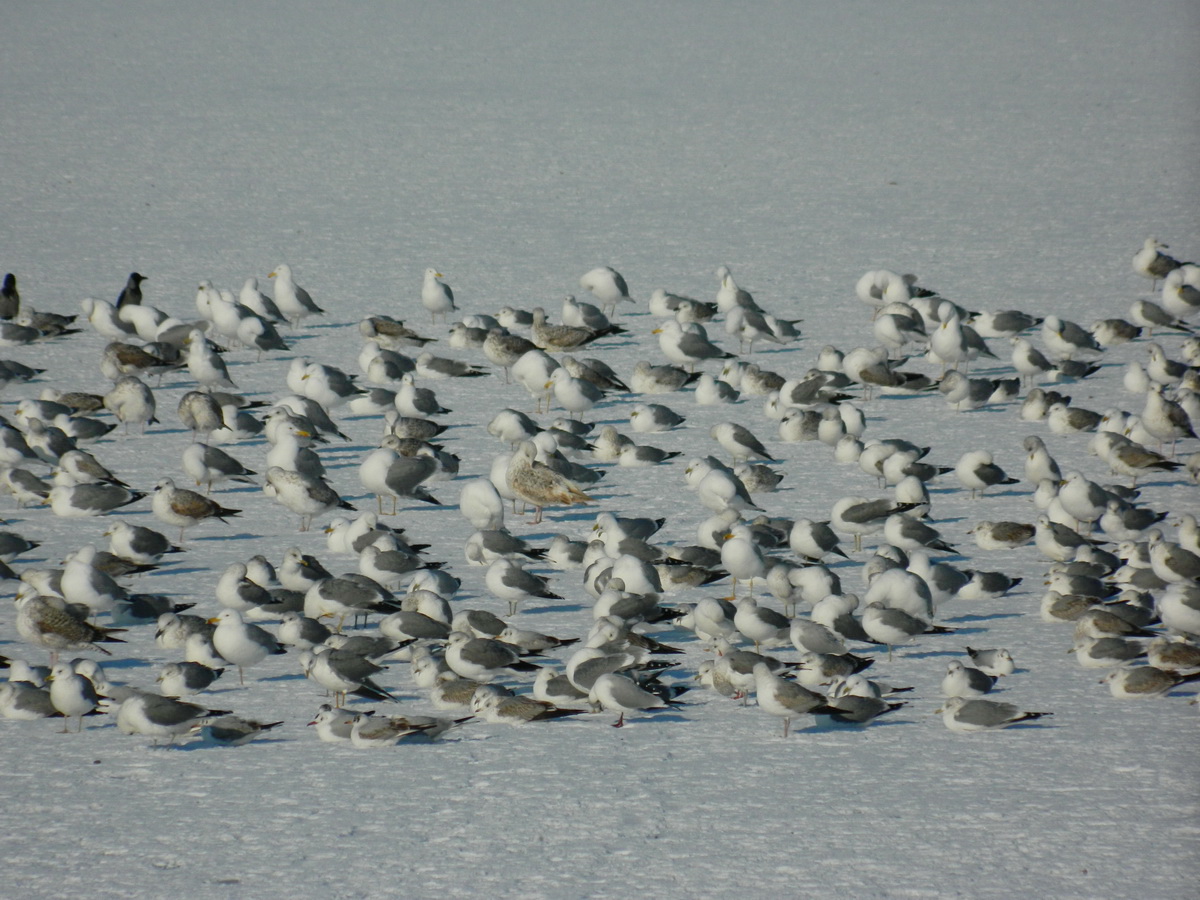 LA MULTI ANI, ROMANIA!: Pescarusi pe lacul inghetat