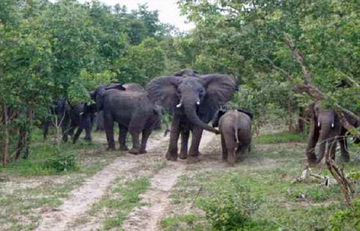 Visit Nigeria. See Yankari National Park. ~ Visit Afrika