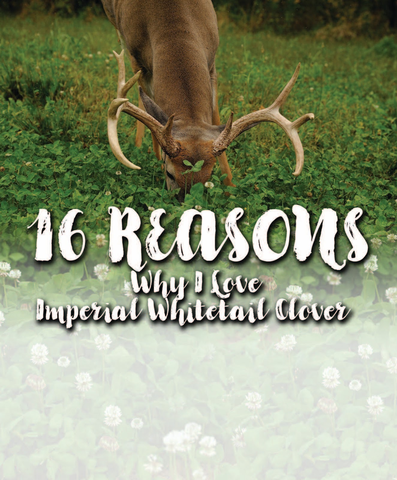 Whitetail Institute: 16 Reasons Why I Love Imperial Whitetail Clover