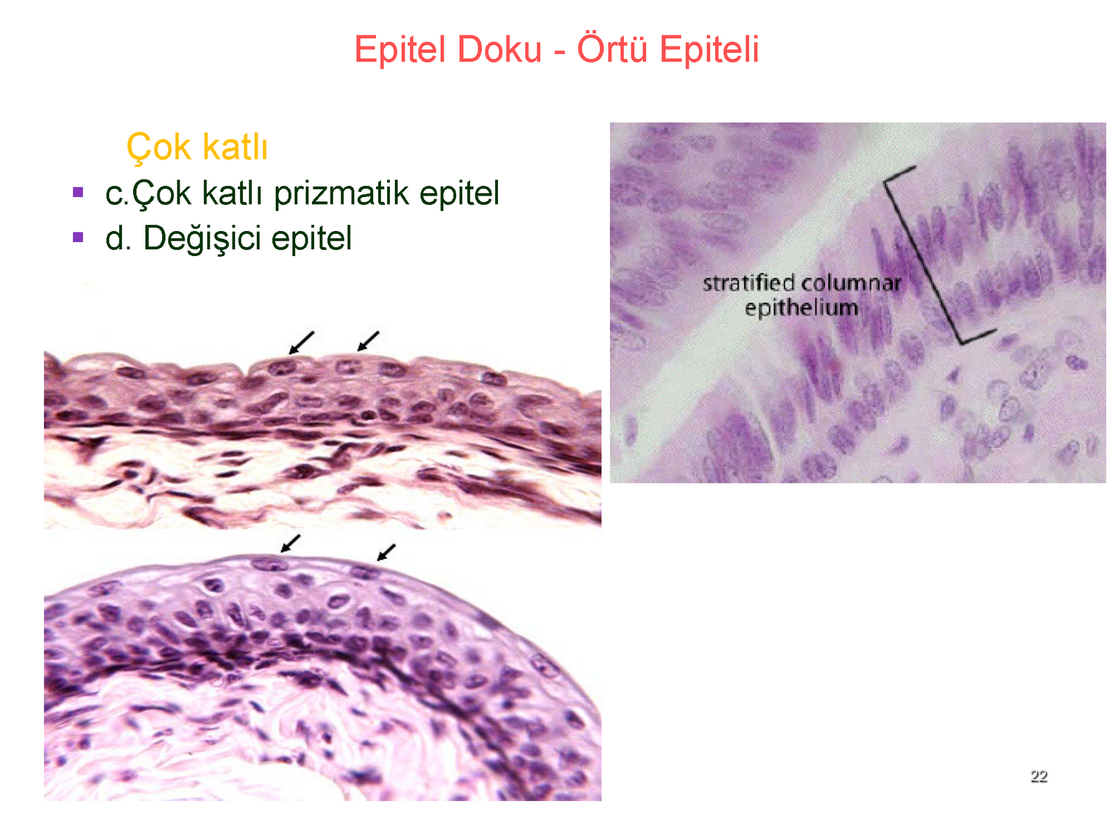 histoloji-embriyoloji notlarım: EPİTEL DOKU