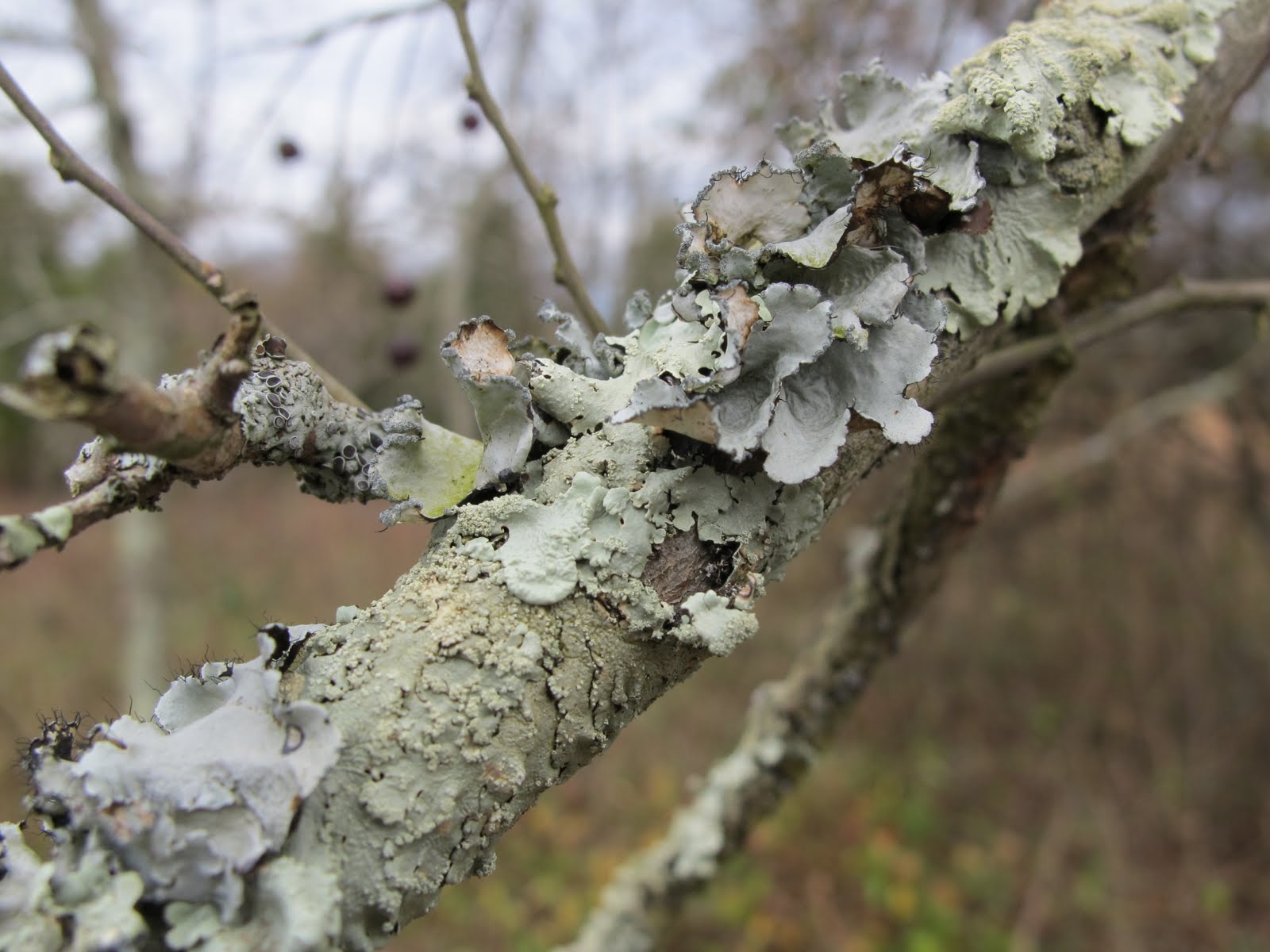 Blue Jay Barrens: Dwarf Hackberry