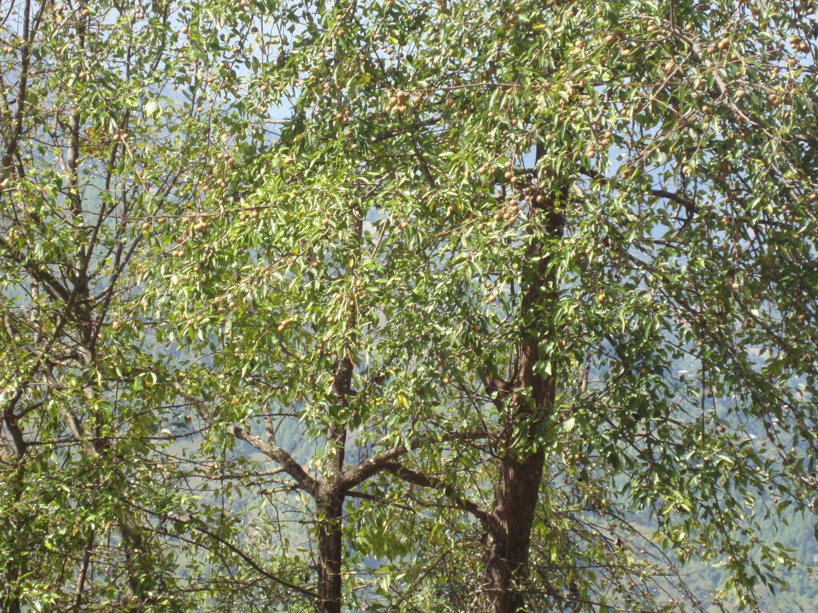 See My Nepal (Photo Blog): Resunga View, Resunga Forest of Gulmi ...