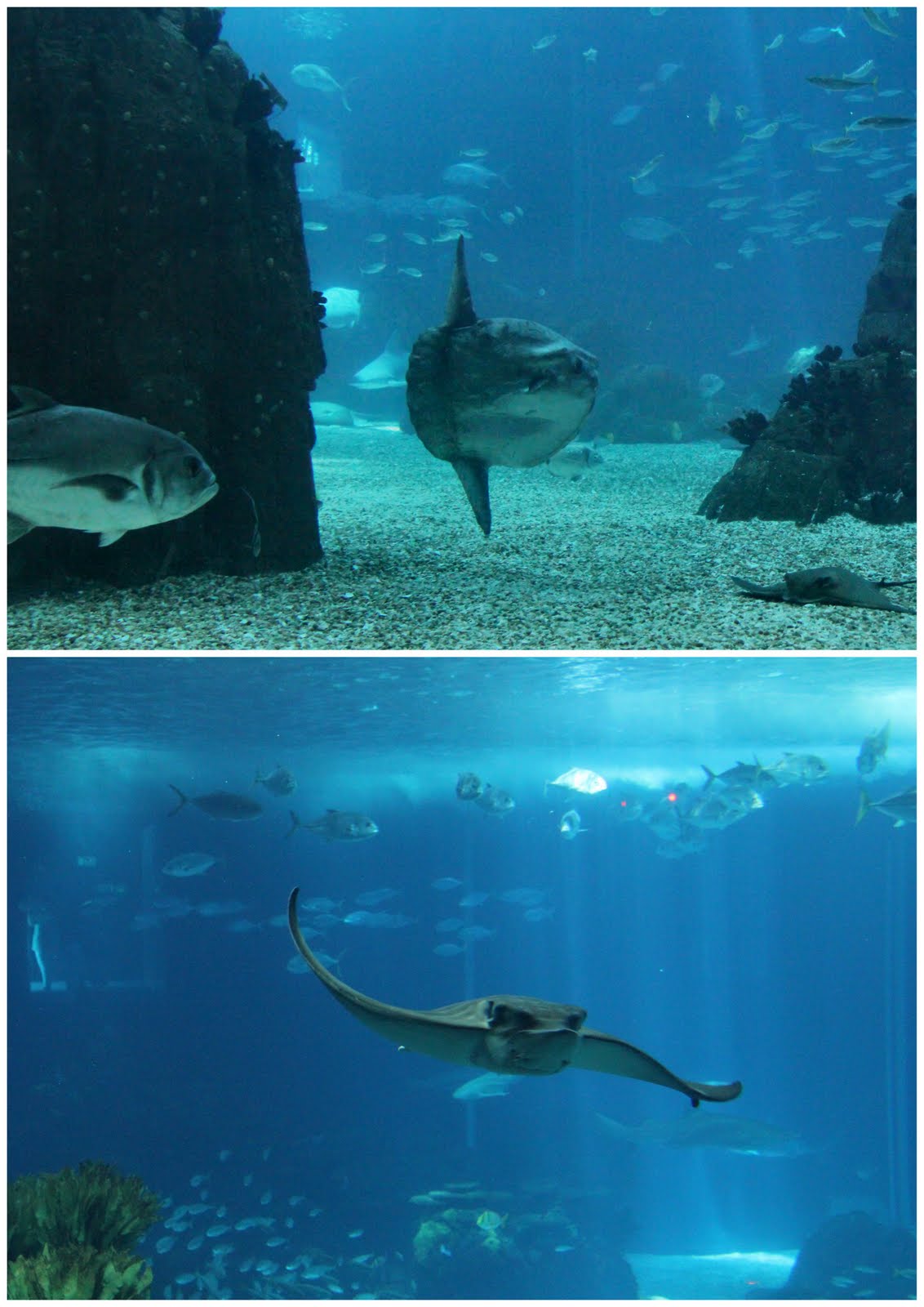 na putovanju...: O bijegu u veliko plavetnilo... plivajuci sa cudnim ribama