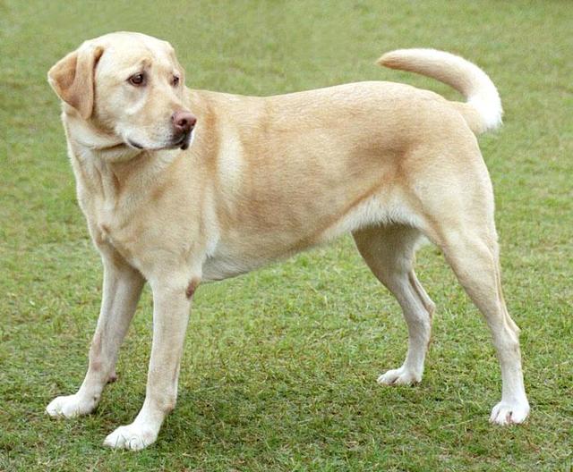 Labrador Retriever Pictures | Dog Breed Pictures Small Large