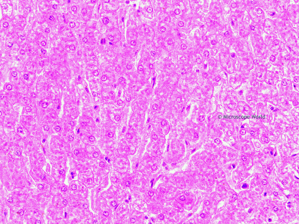 Microscope World Blog: Liver Under the Microscope