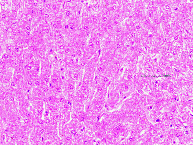 Microscope World Blog: Liver Under the Microscope
