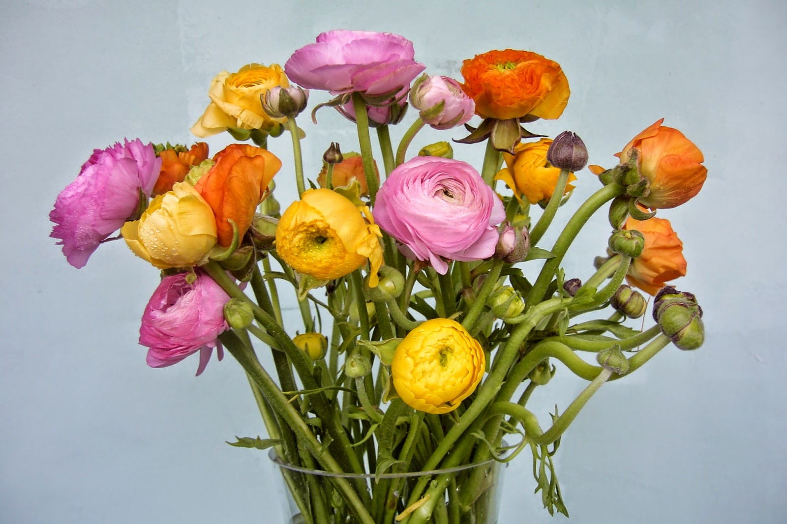 BOGLARKA FLOWER photos - wallpapers | the fun bank