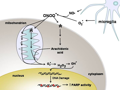 Epiphany: Nitrosative Stress, Nitric Oxide and Peroxynitrite