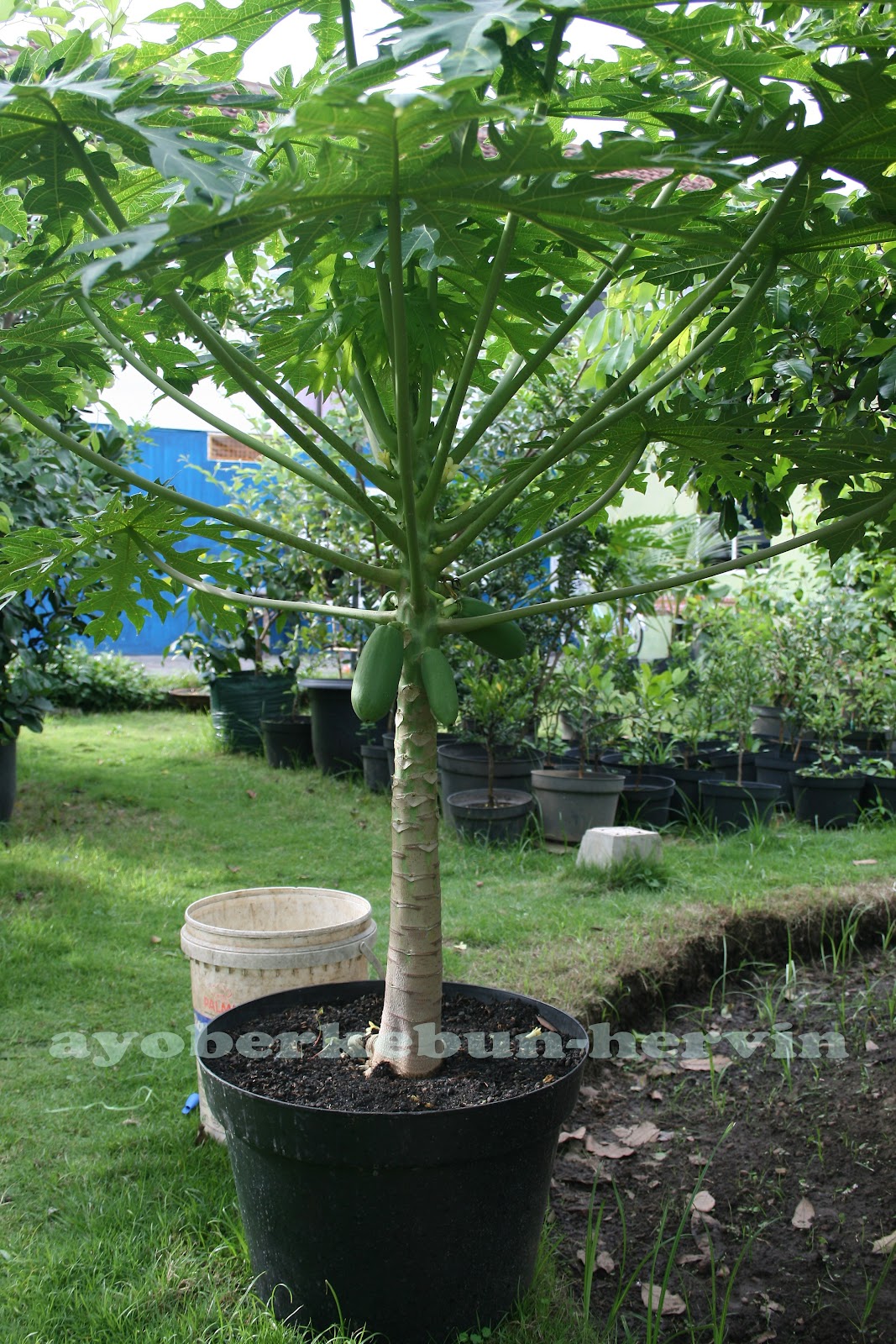 Rindang | Rindang itu teduh, teduh karena rindang