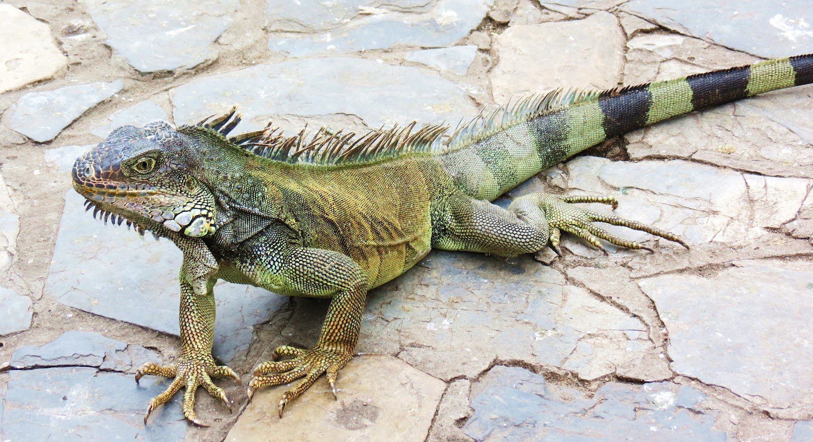 Holes in My Soles: Marine Iguana: Evolution of species.