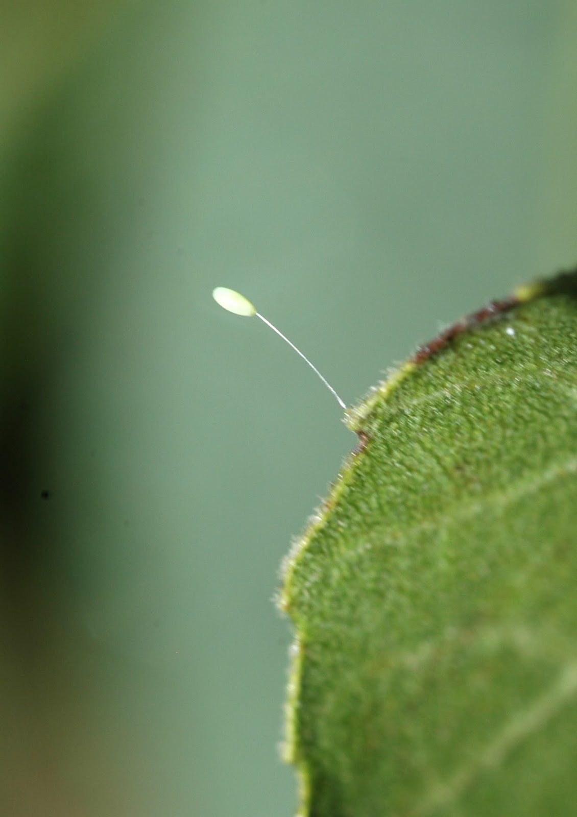 Northern Pecans: Black-margined aphids coat pecan leaves with honeydew