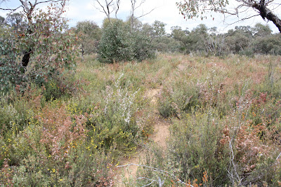 Natalie's Sketchbook: Wildflowers of the Box-Ironbark forest