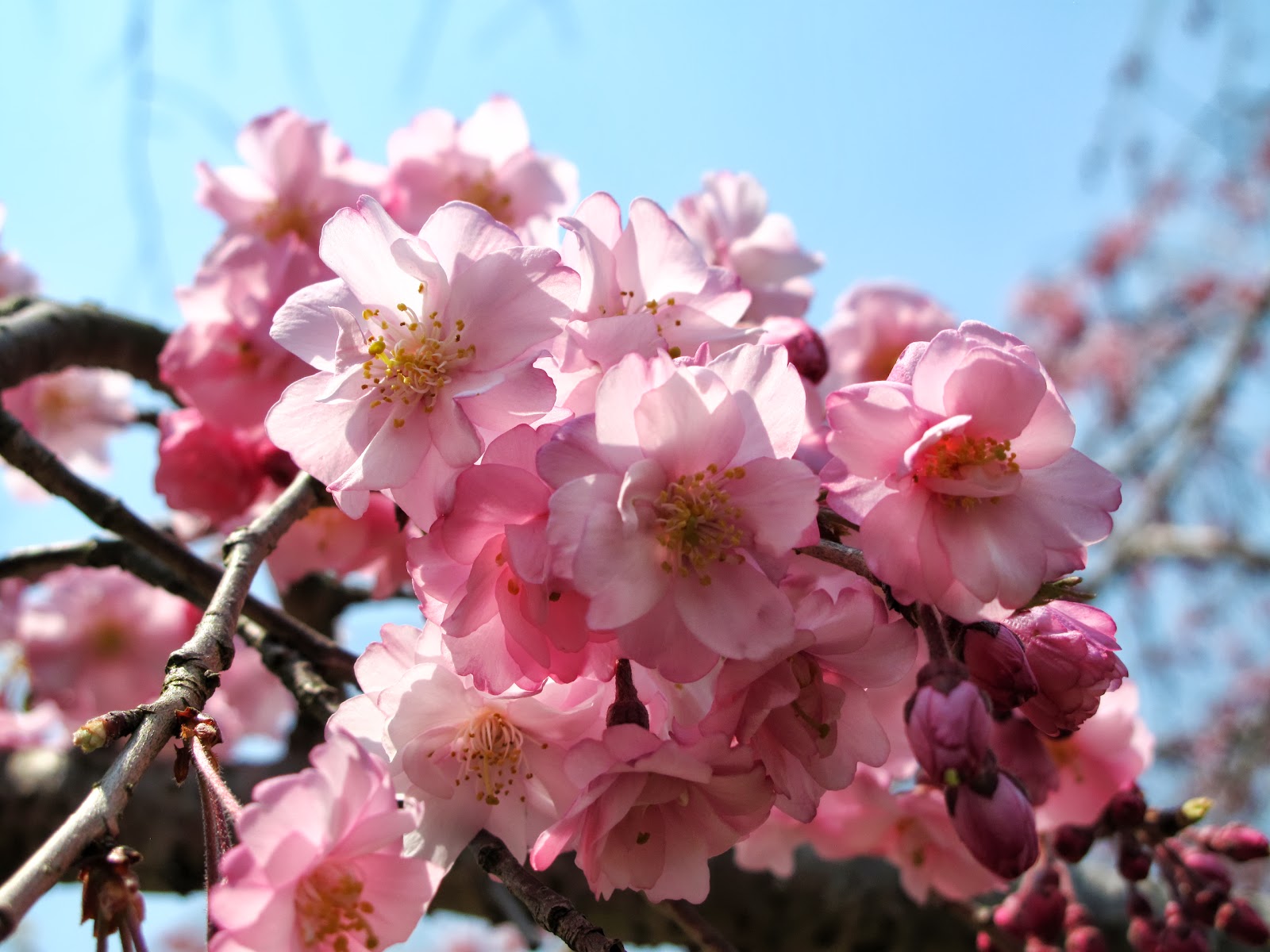 Bead Origami: Sakura Bouquet Necklace