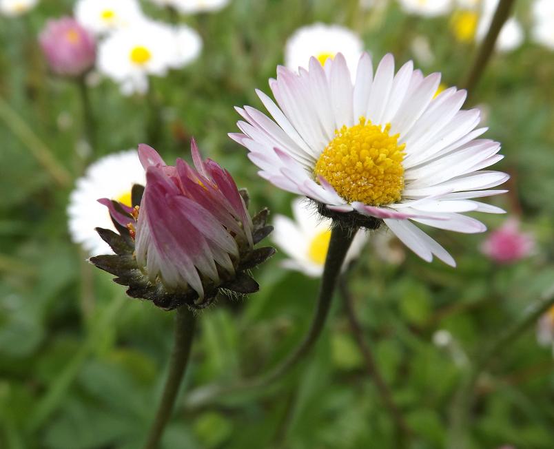 Wild Nature of the Cantabrian Mountains (Spain): Bloemen in Maart in ...