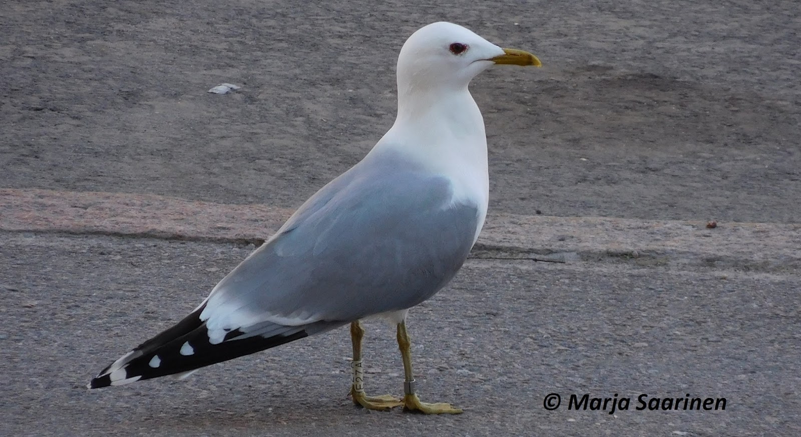 marjalintu: kalalokkien kattopesintä 2016