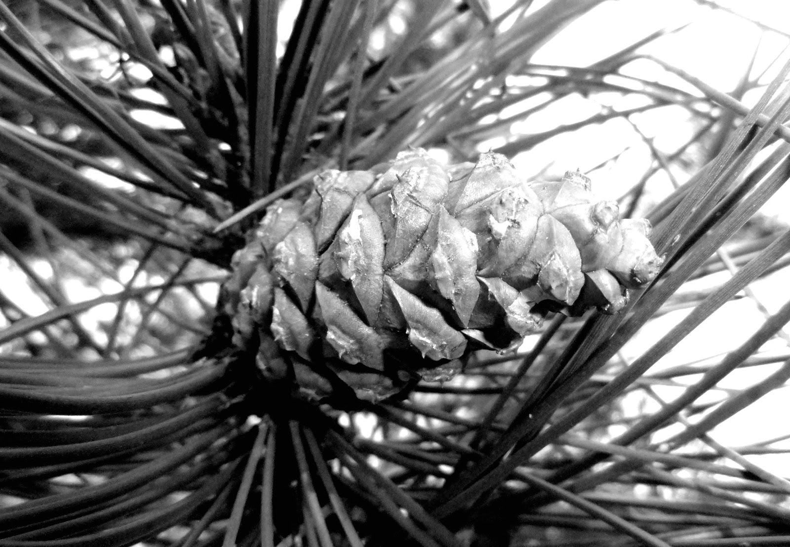 Imagini alb-negru cu plante / Black and white images with plants ...