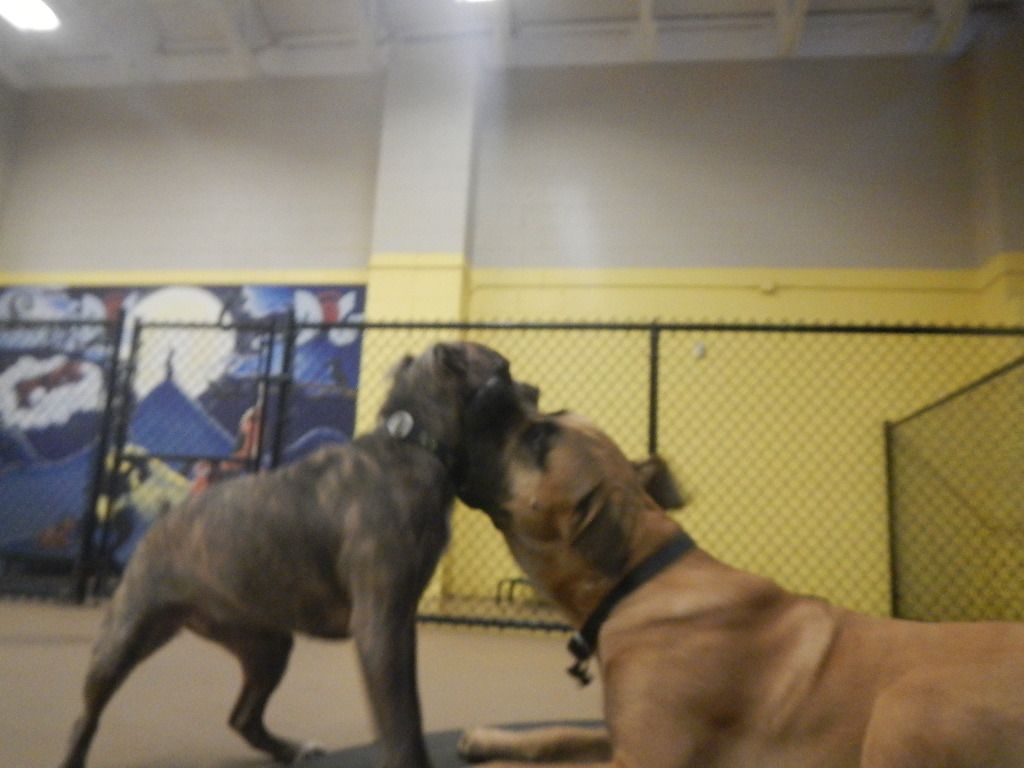 Pitlandia: Smoochable Accessories for Valentine's Day