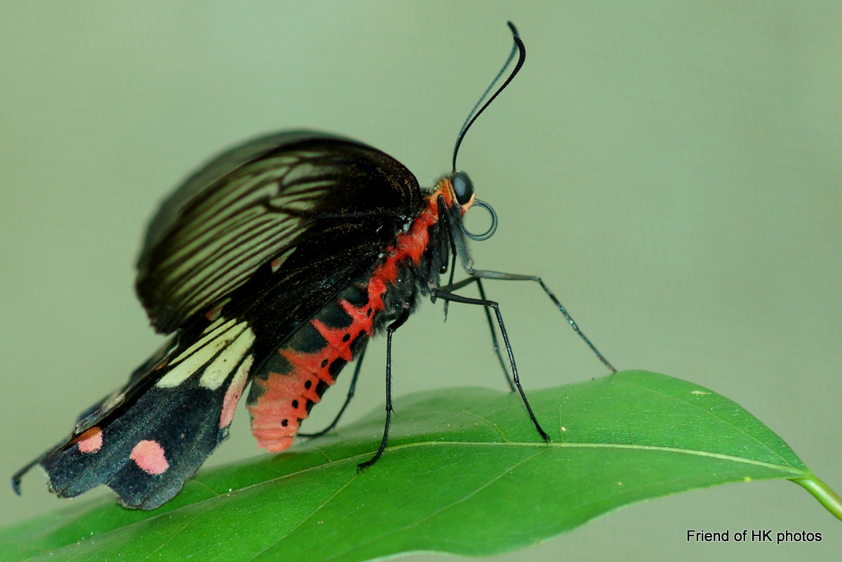 Photographic Wildlife Stories in UK/Hong Kong: The Life Of Common Rose ...