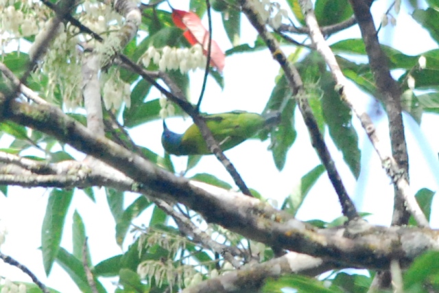 Our birding trips: Kerinci-Seblat National Park